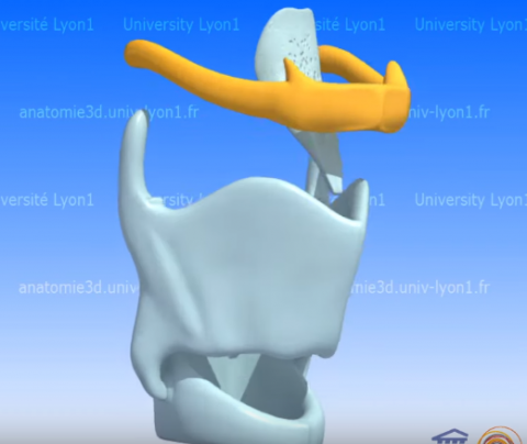3D Anatomy Lyon: The hyoid bone and cartilages of the larynx - video of 3D model | AnatomyTOOL